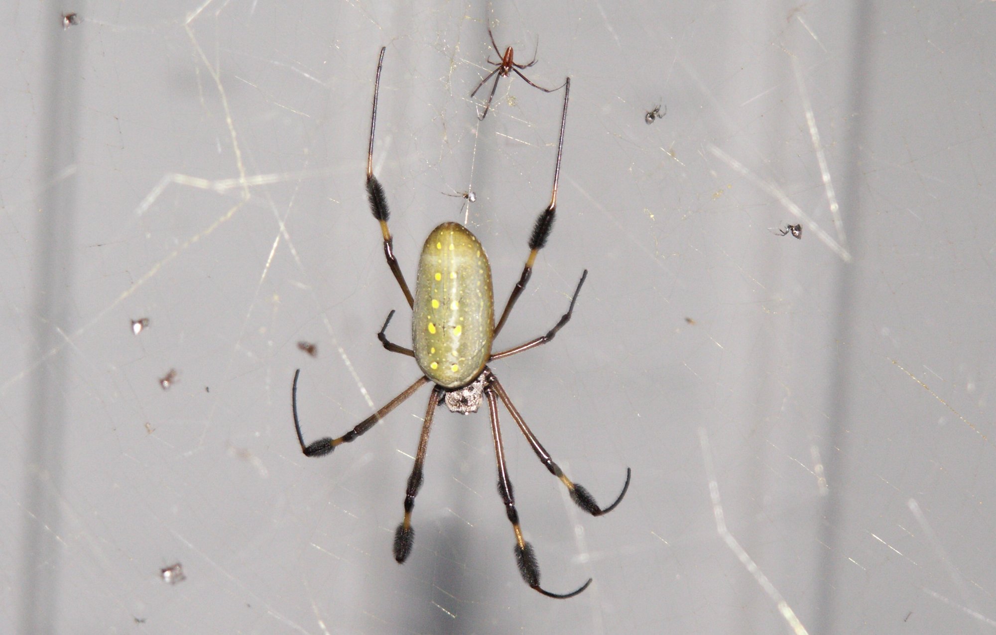 Solve Costa Rica spiders jigsaw puzzle online with 150 pieces