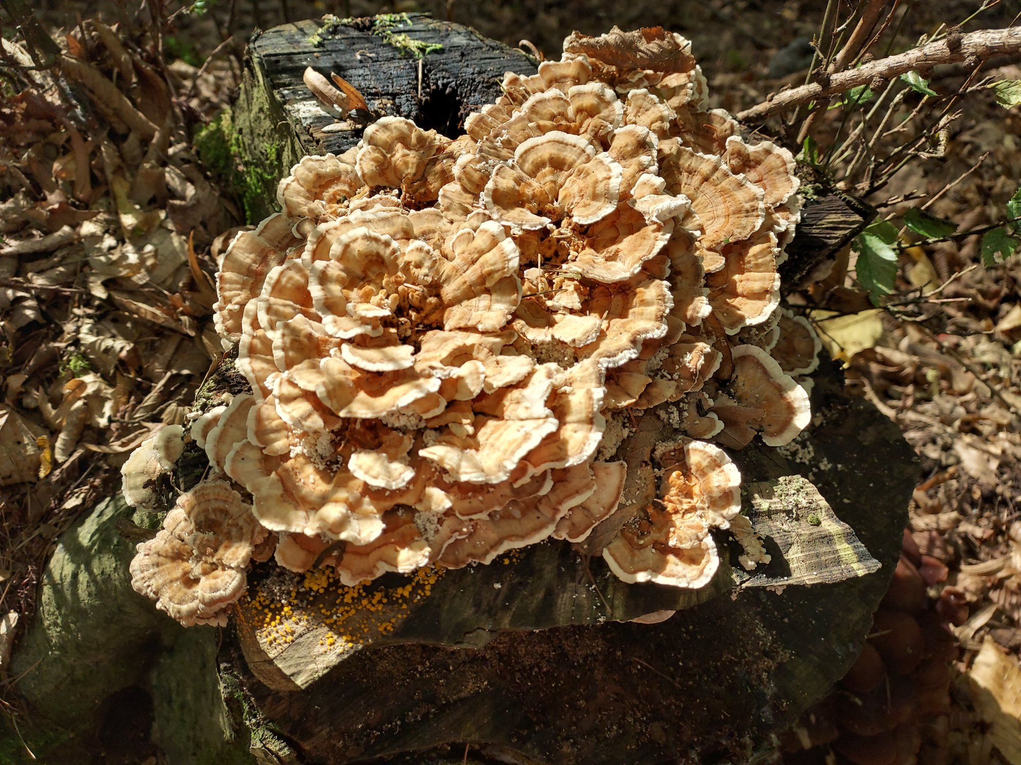 Solve SÍROVEC ŽLUTOORANŽOVÝ jigsaw puzzle online with 108 pieces