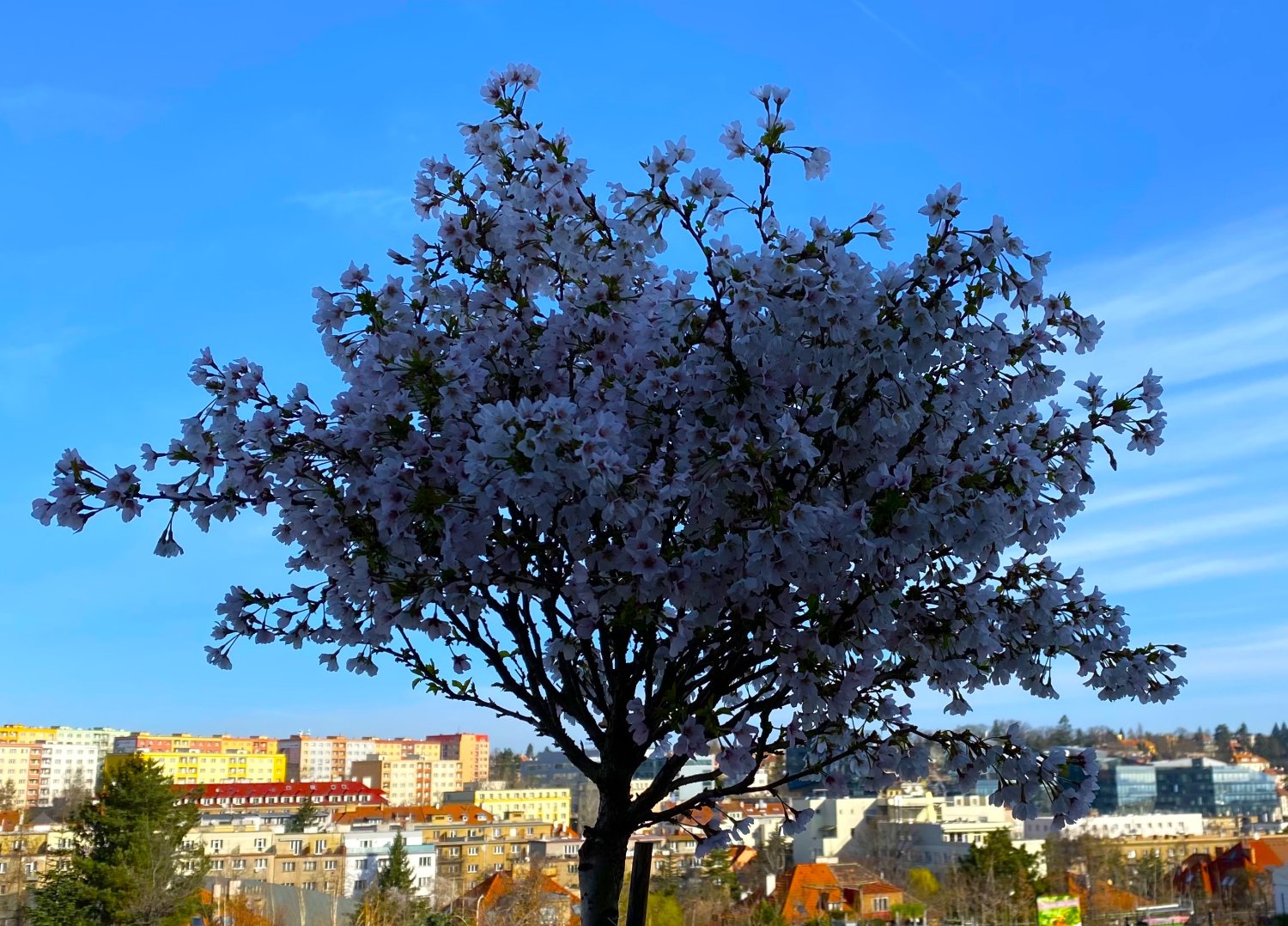 Solve Jaro - Spring jigsaw puzzle online with 12 pieces