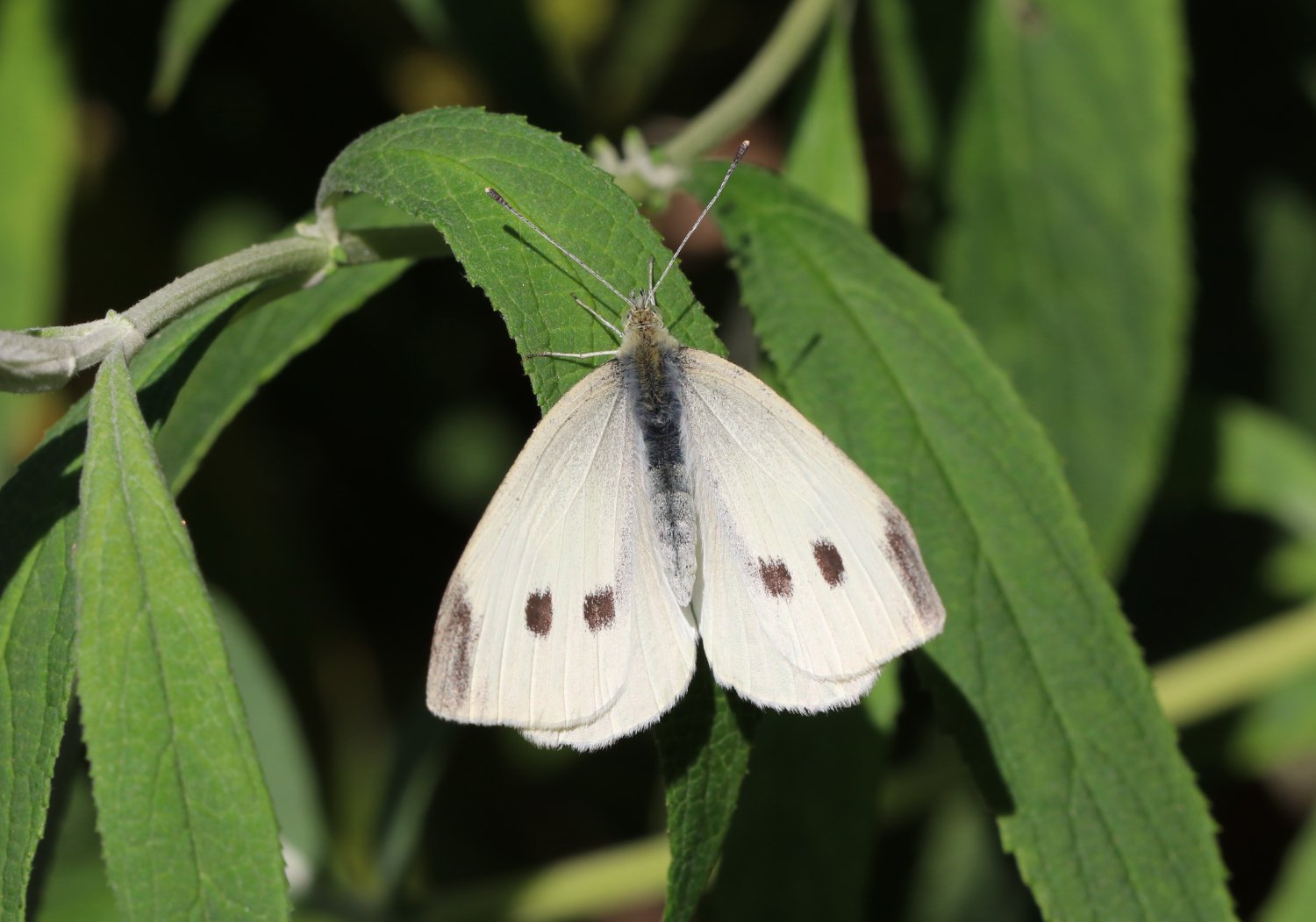 Solve Small cabbage white - Pieris rapae (klein koolwitje) jigsaw ...