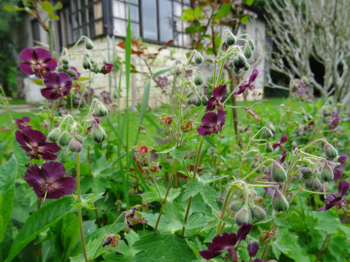 Solve Geranium phaeum - kakost hnědočervený jigsaw puzzle online with ...