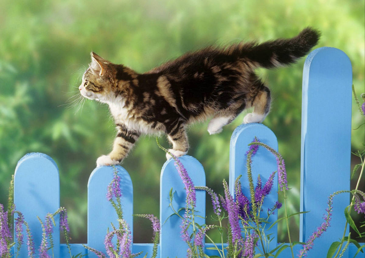 Solve cat on edge b jigsaw puzzle online with 70 pieces