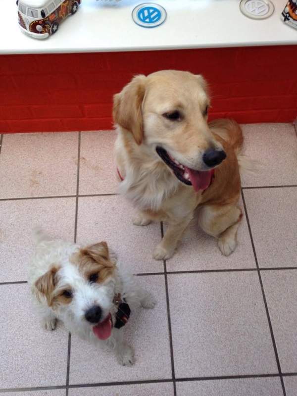 Solve Murphy and friend. jigsaw puzzle online with 48 pieces