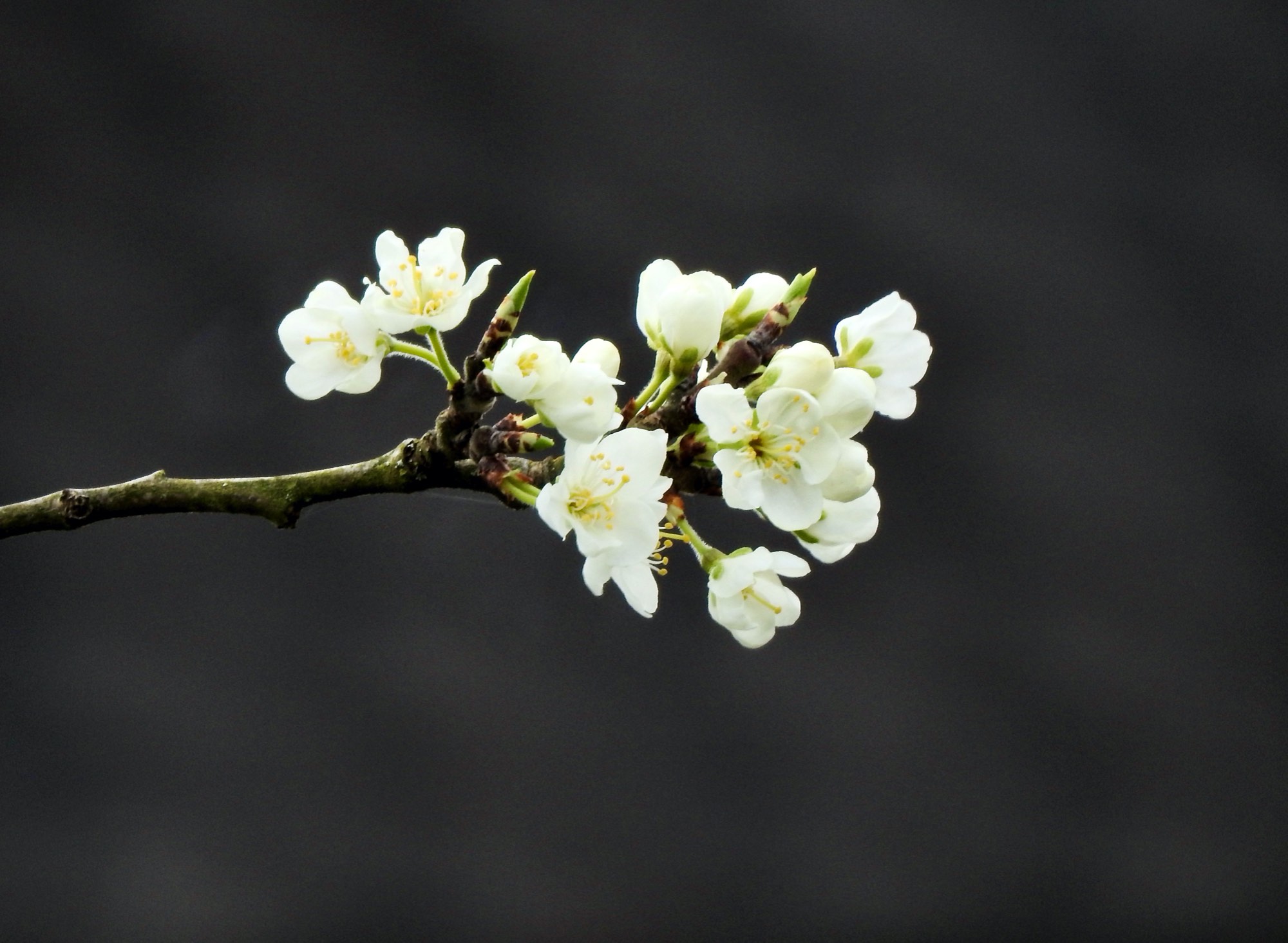 Solve Plum jigsaw puzzle online with 96 pieces