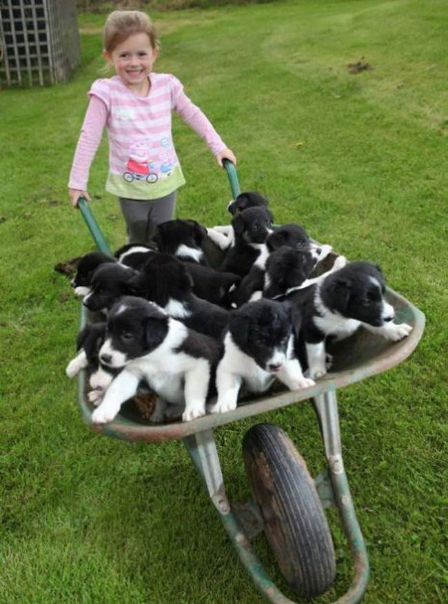 Solve Good luck in finding homes for all of them! jigsaw puzzle online ...
