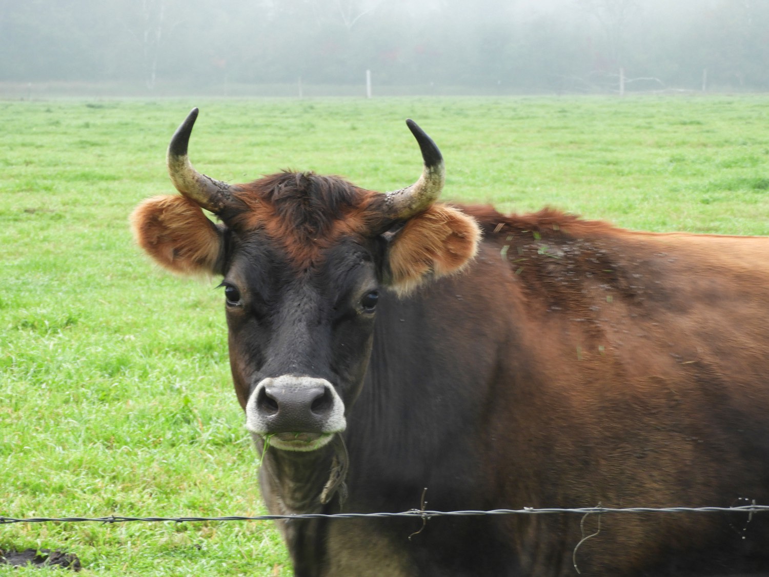 Solve This steer came over to the FENCE to see me. jigsaw puzzle online with 20 pieces