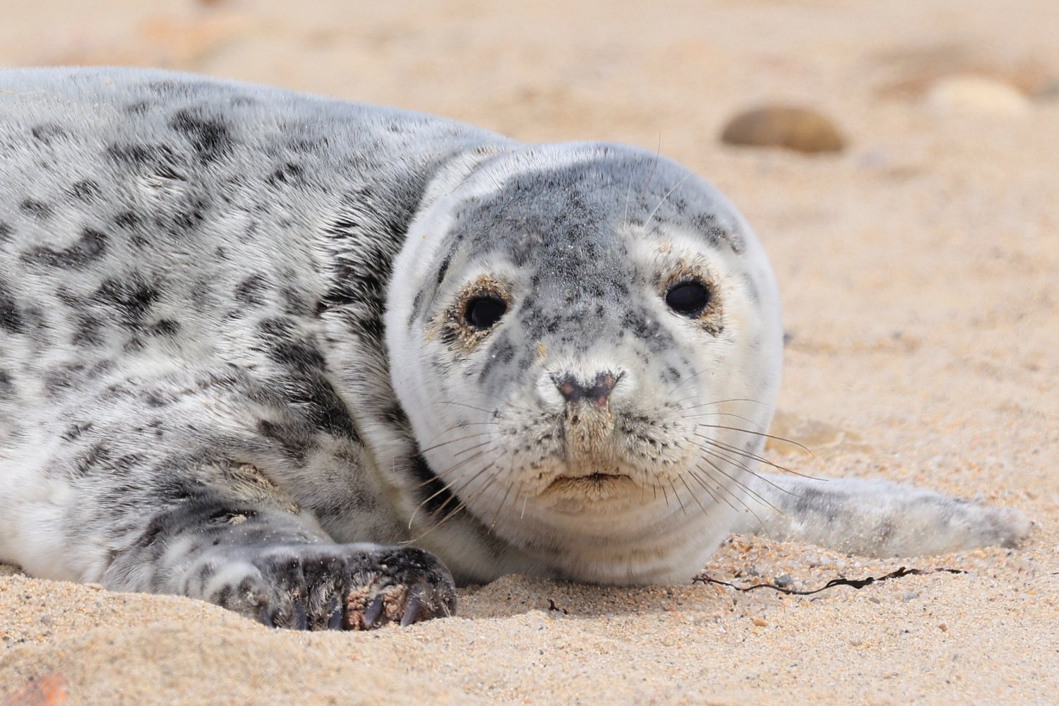 Solve Block Island Seal jigsaw puzzle online with 35 pieces