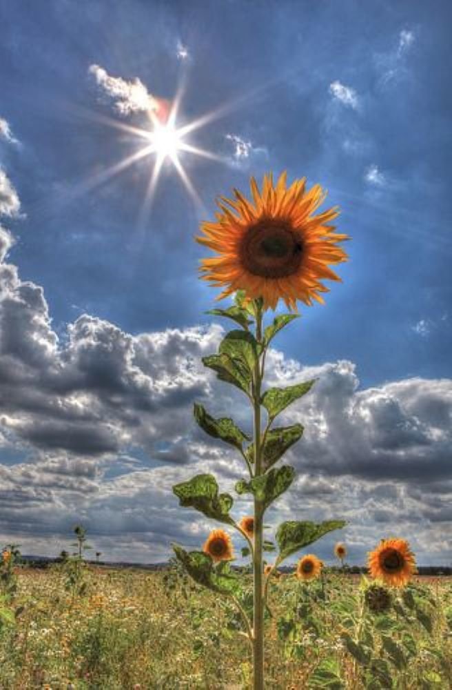 Solve Sunflower reaching towards the sky jigsaw puzzle online with 77 ...