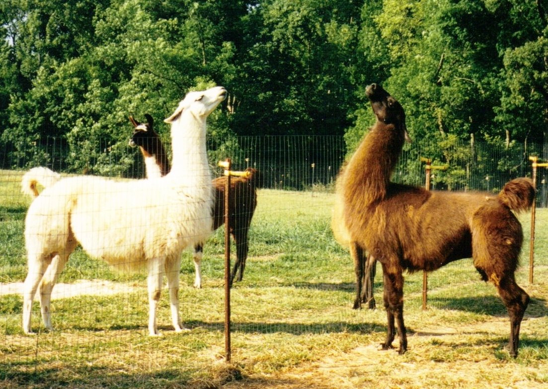 Solve Llama Spit Down! J Brendler jigsaw puzzle online with 70 pieces