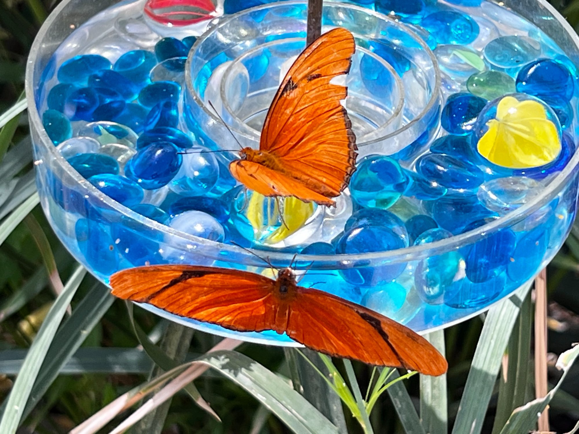 Solve Butterflies at Desert Botanical Garden, Phoenix AZ jigsaw puzzle ...