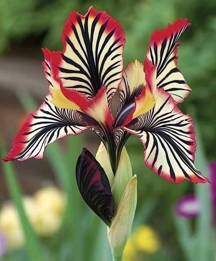 Jigsaw Puzzle | 168 pieces | Bearded Iris (Iris germanica 'Night Ruler ...