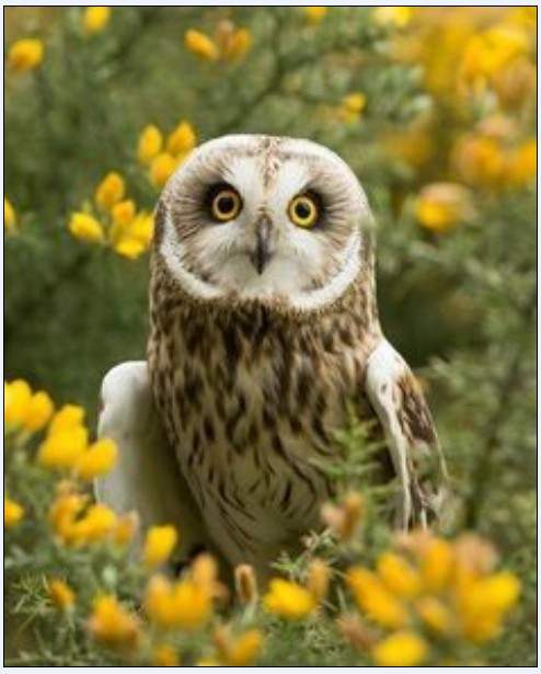 Solve Sova_Owl jigsaw puzzle online with 63 pieces