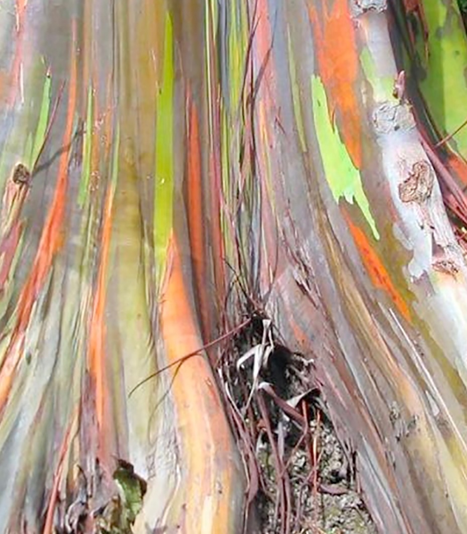Solve Nature’s Artwork, Rainbow Eucalyptus Bark jigsaw puzzle online ...