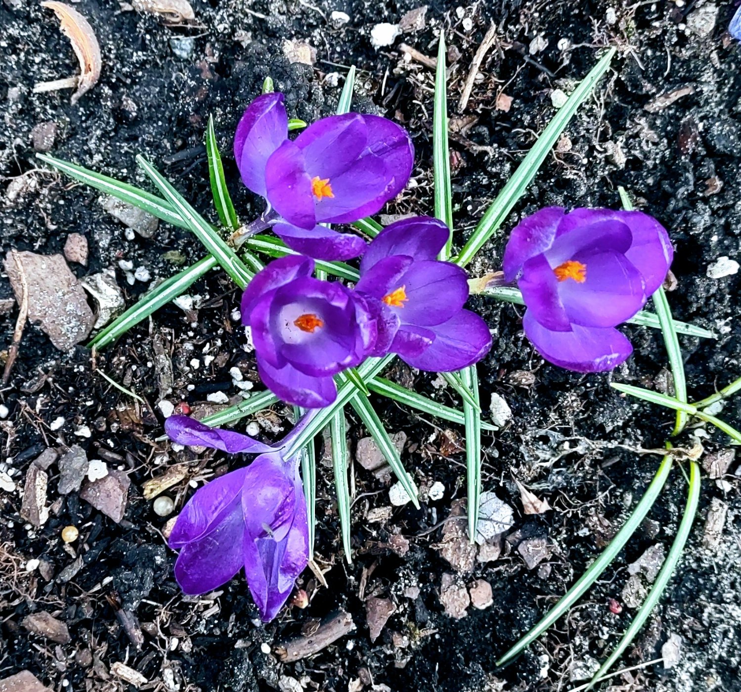 Jigsaw Puzzle | 49 pieces | Deep Purple Crocus (4/8/2025) | Jigidi