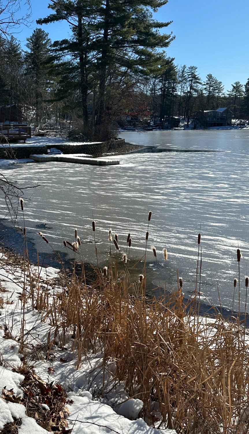 Solve Cattails by the frozen lake jigsaw puzzle online with 135 pieces