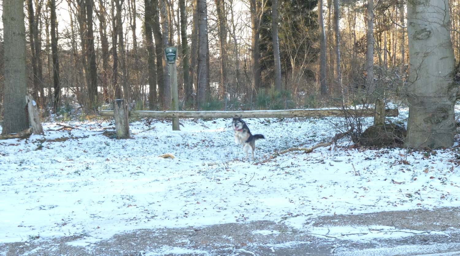 Solve 11. Jan. 2026.. Shenna ... see her running .. and ... jumping ...