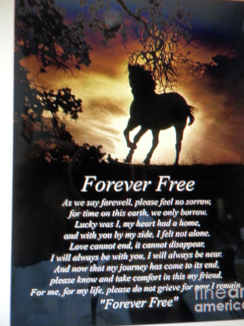 Solve "Forever Free" jigsaw puzzle online with 20 pieces