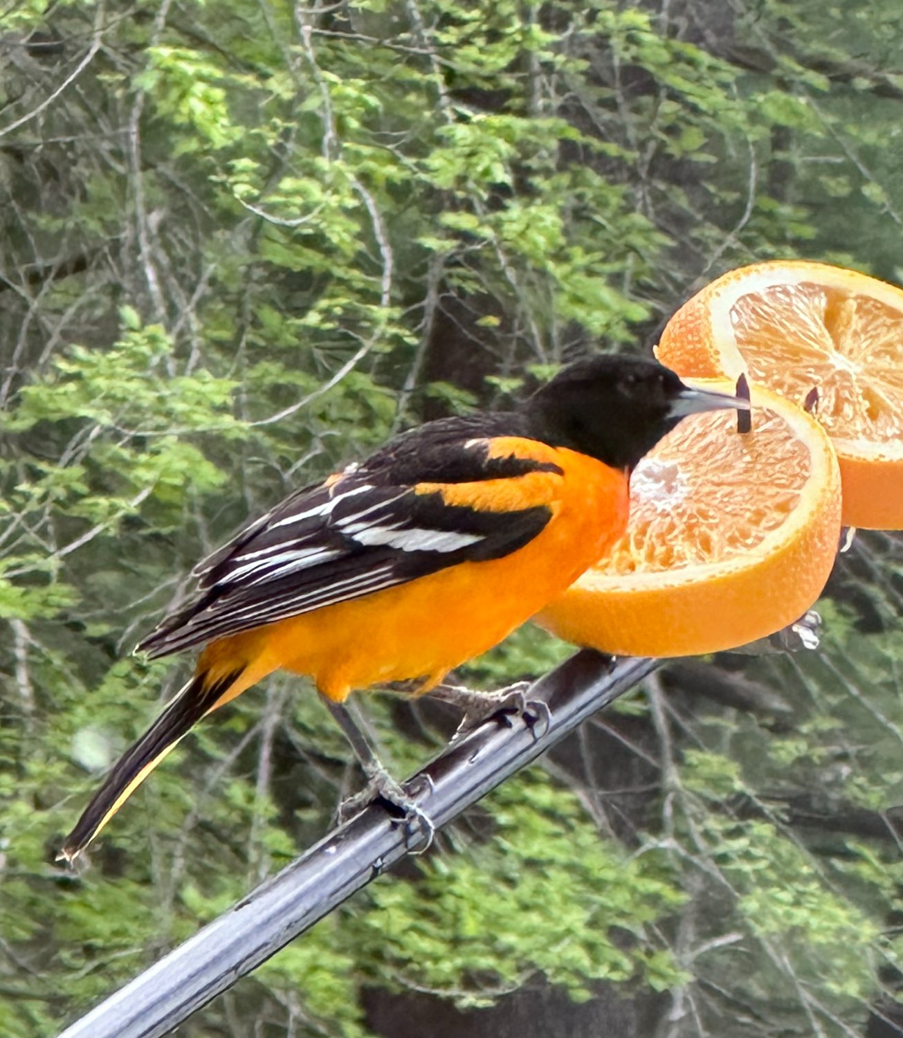 Solve Baltimore oriole jigsaw puzzle online with 120 pieces