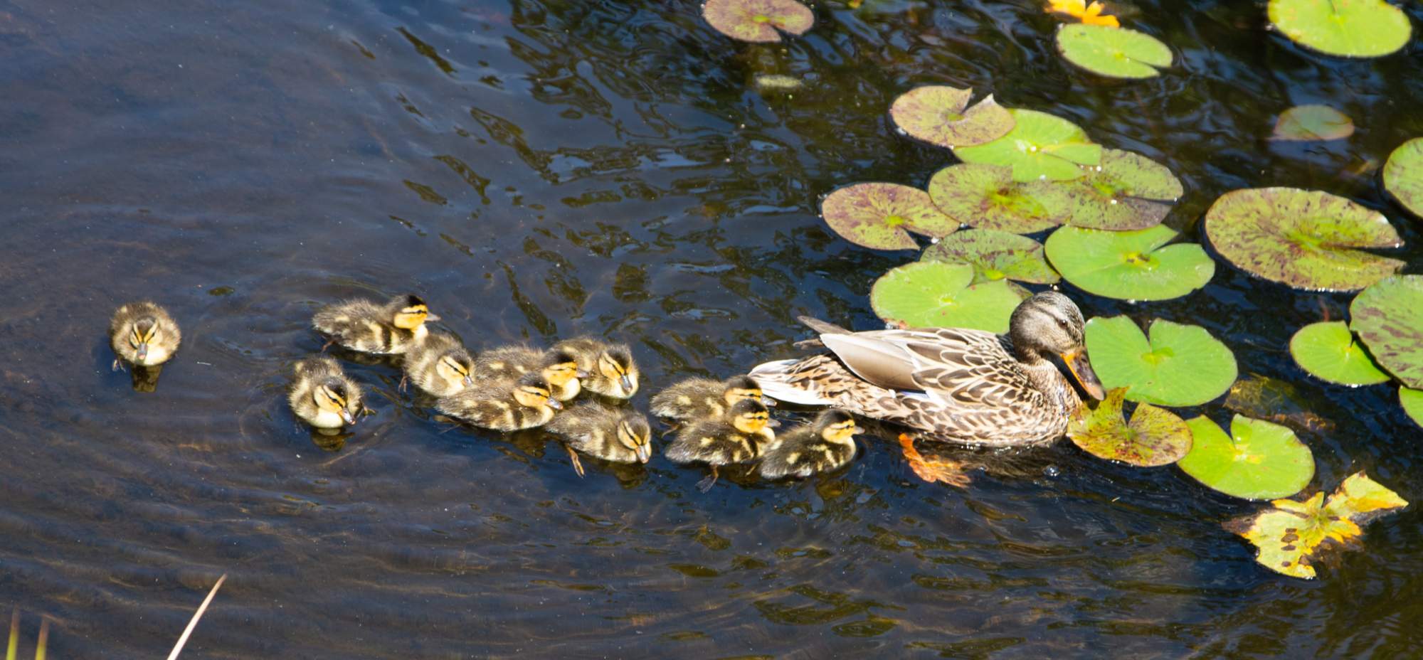 Solve Mama duck and her many ducklings/Une cane et ses nombreux ...
