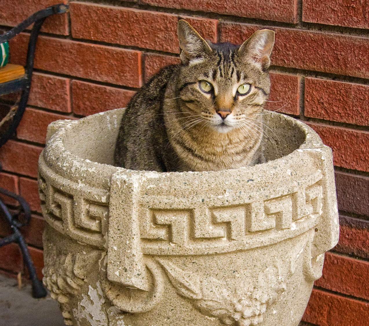 Solve Cat in A Pot jigsaw puzzle online with 90 pieces