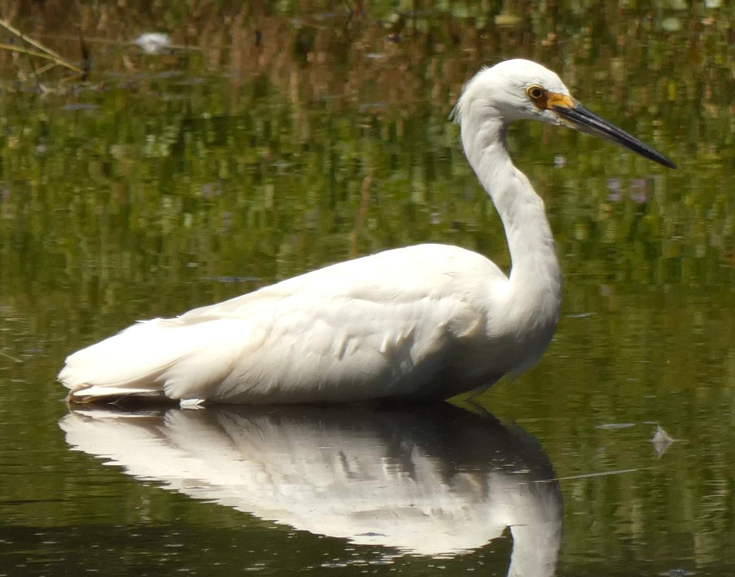 Solve Egret wading (waiting?) jigsaw puzzle online with 63 pieces