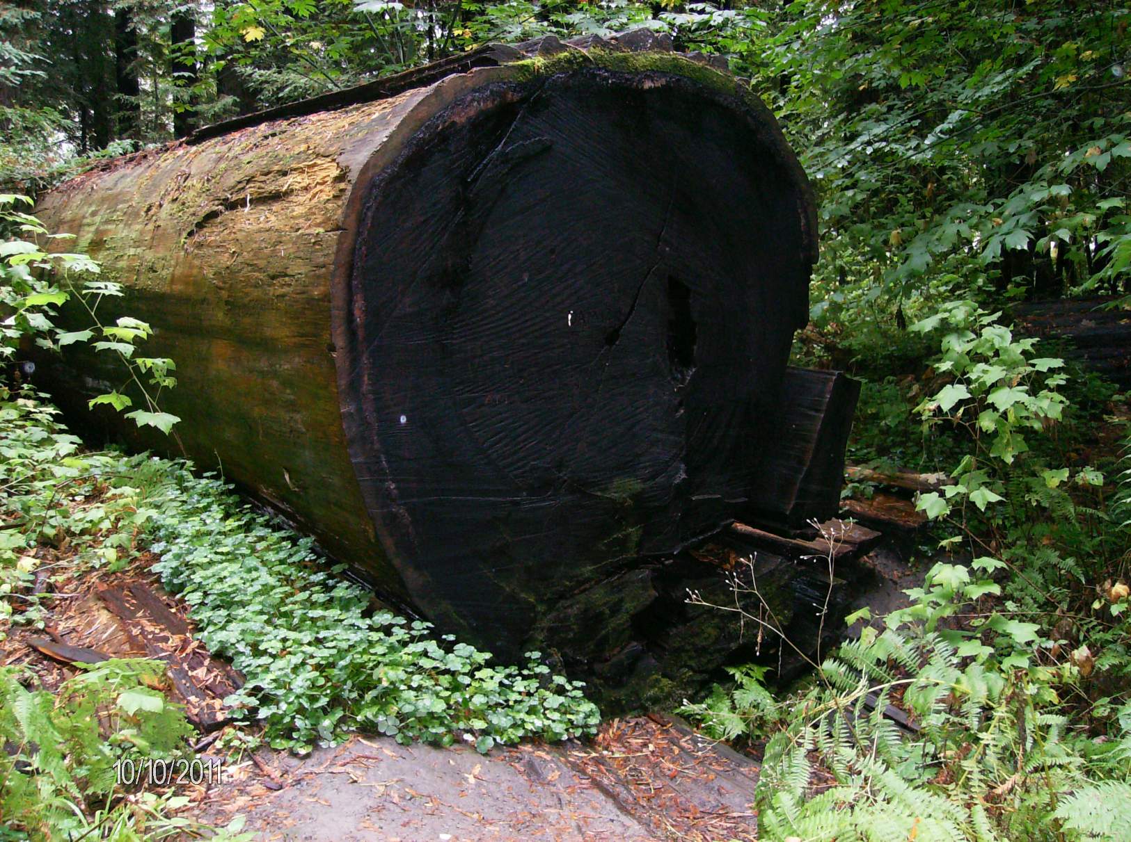 Solve A downed coastal redwood tree. jigsaw puzzle online with 130 pieces