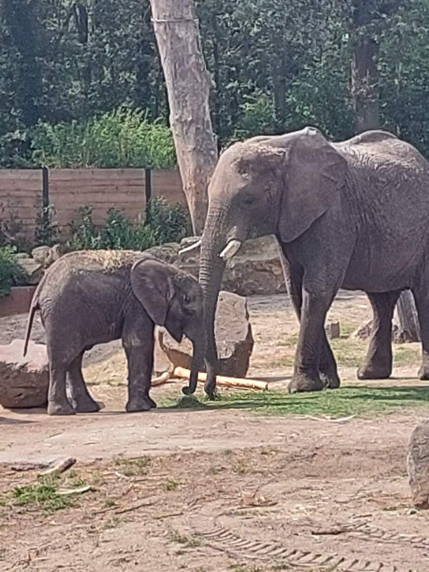 Jigsaw Puzzle | Baby elephant Bumi and his mum, at Ouwehands Zoo, the ...