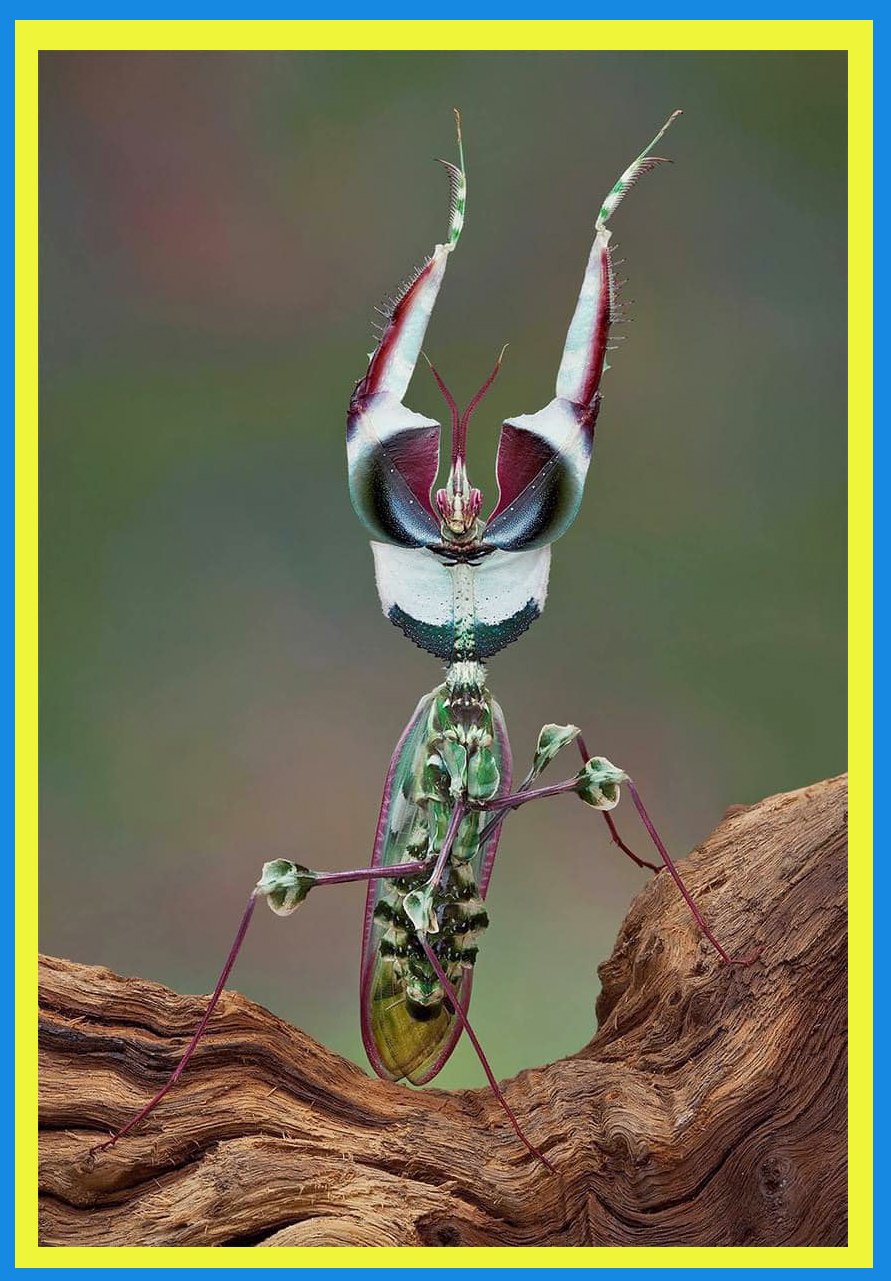 Solve An idolomantis diabolica, aka devil's flower mantis, throws his ...