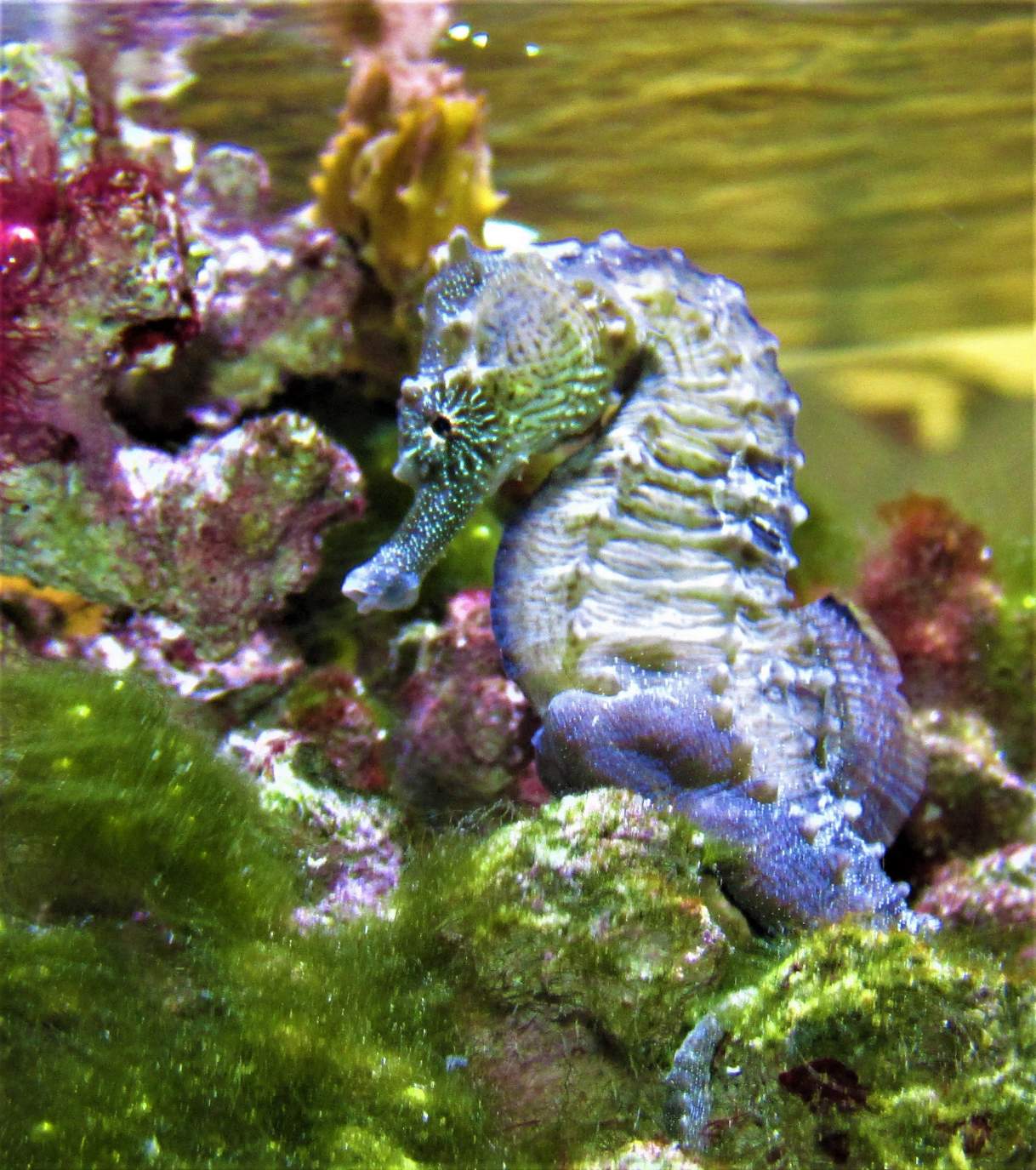 Solve blue seahorse jigsaw puzzle online with 110 pieces