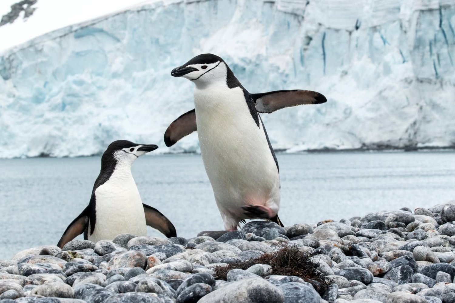 Solve Penguins jigsaw puzzle online with 12 pieces