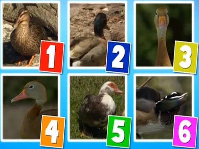Solve six ducks jigsaw puzzle online with 30 pieces