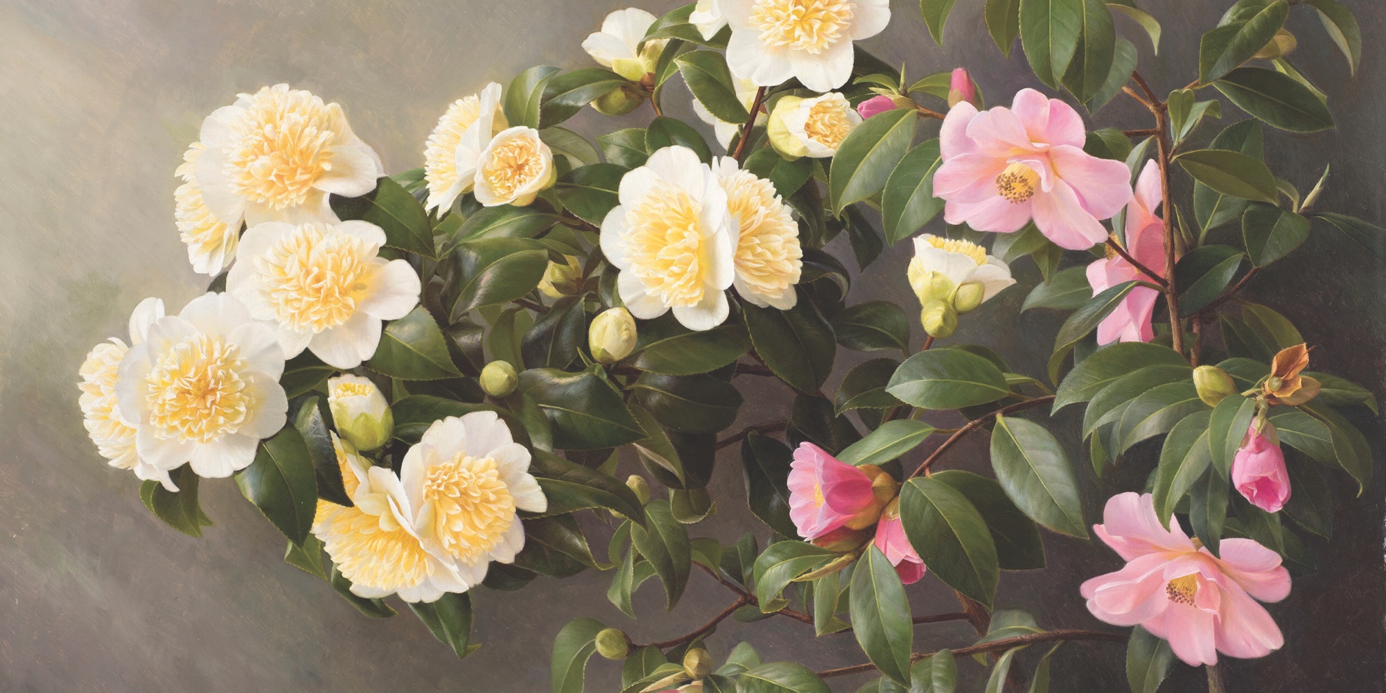 Solve Raymond Booth - Camellias Jurys Yellow and Wood Nymph jigsaw ...