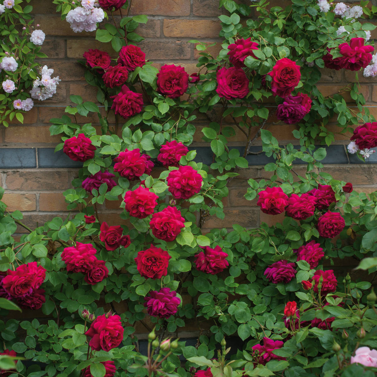 Solve Wall of Roses jigsaw puzzle online with 225 pieces