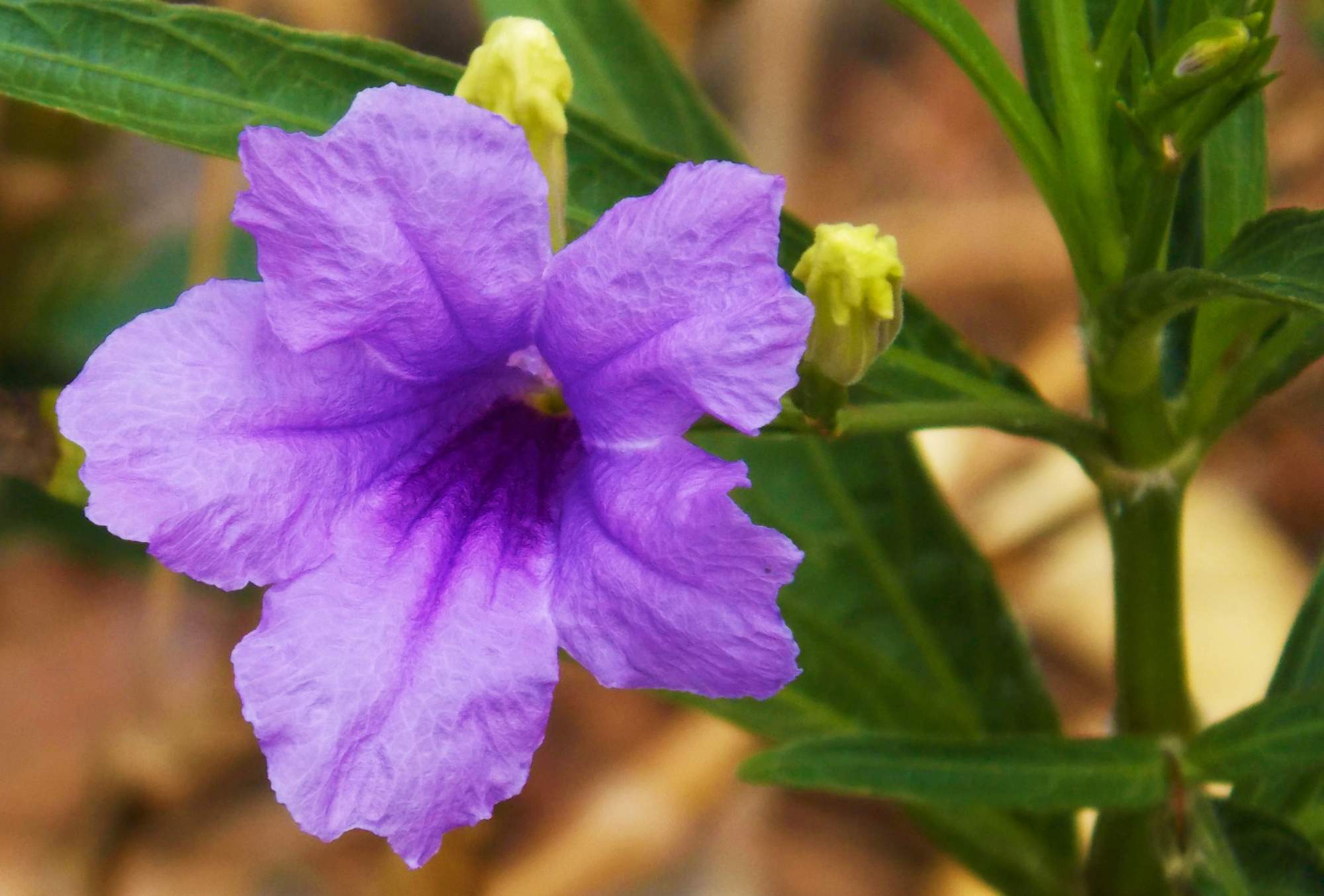 Solve Texas Ranger Sage Bush flower 2014 jigsaw puzzle online with 247 ...