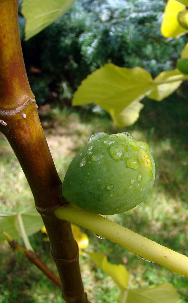 Solve FÍK jigsaw puzzle online with 15 pieces