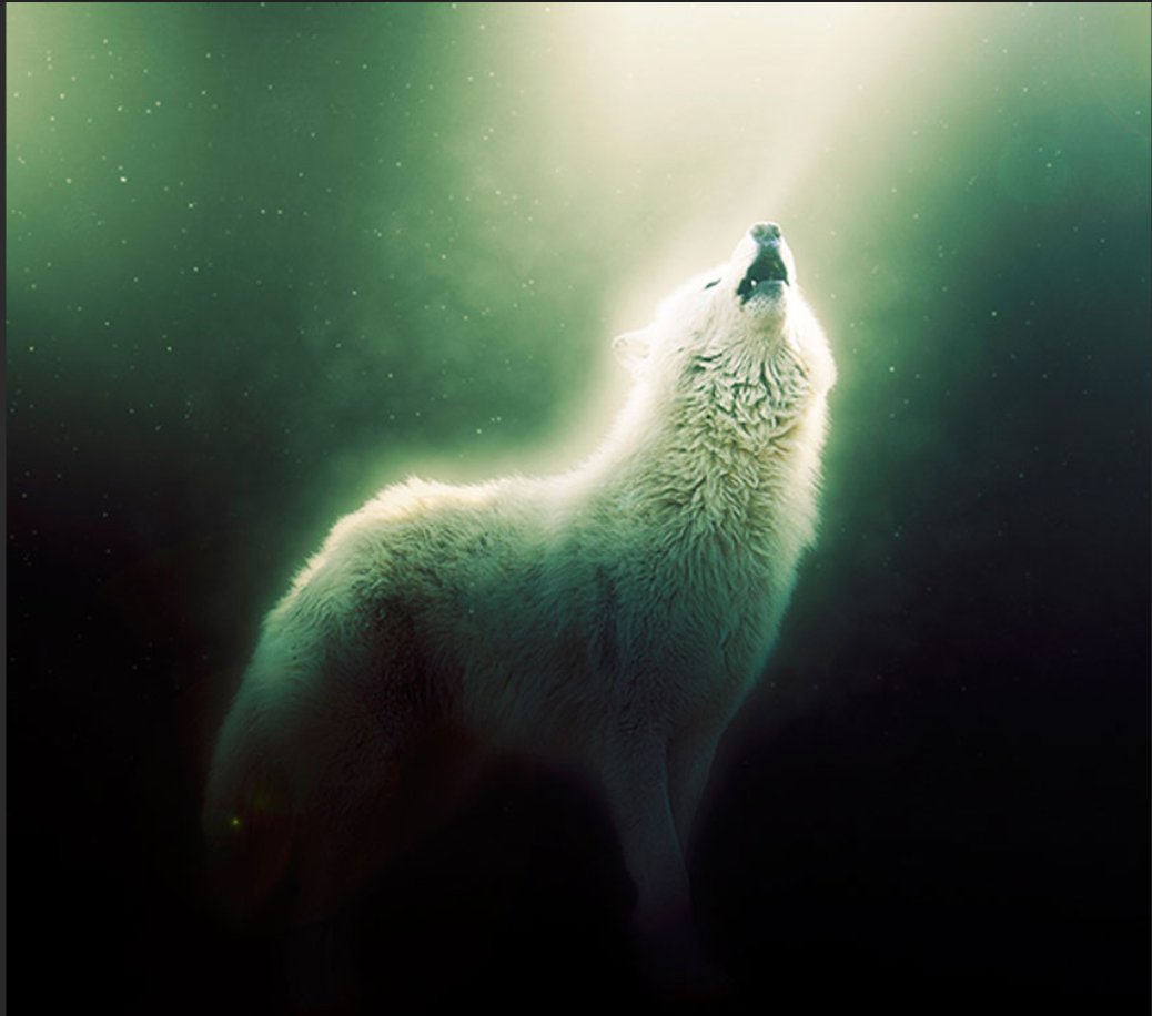 Solve Great White Wolf. jigsaw puzzle online with 20 pieces