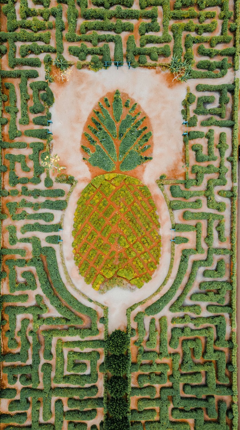 Solve Pineapple maze. Hawaii jigsaw puzzle online with 45 pieces
