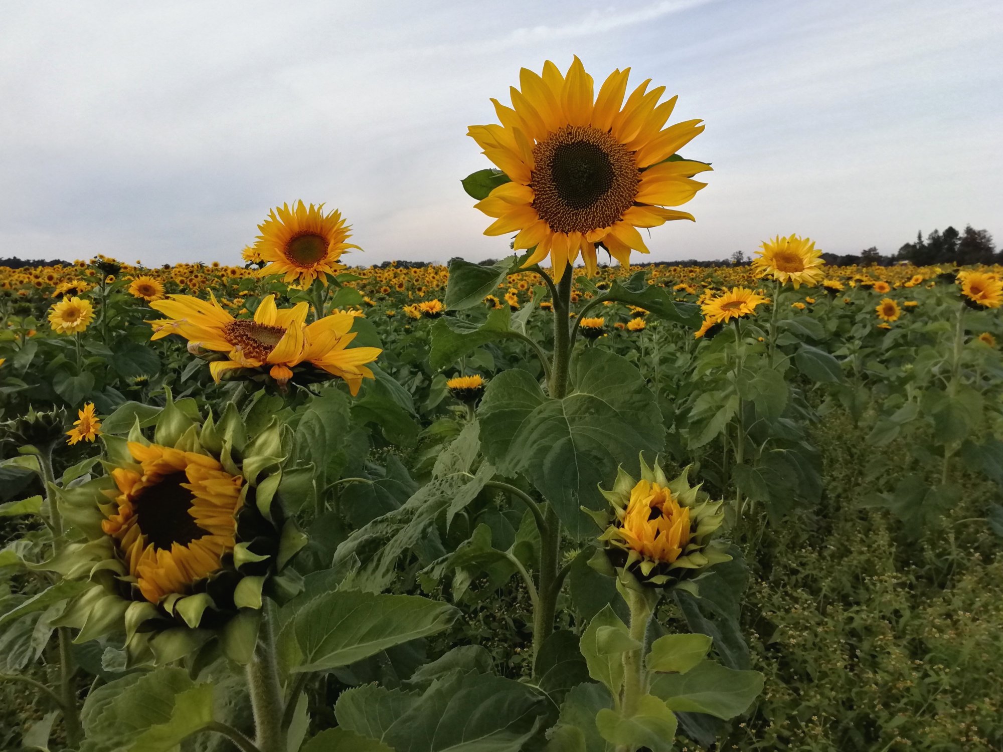 Solve Sonnenblumenfeld | sunflower field jigsaw puzzle online with 130 ...