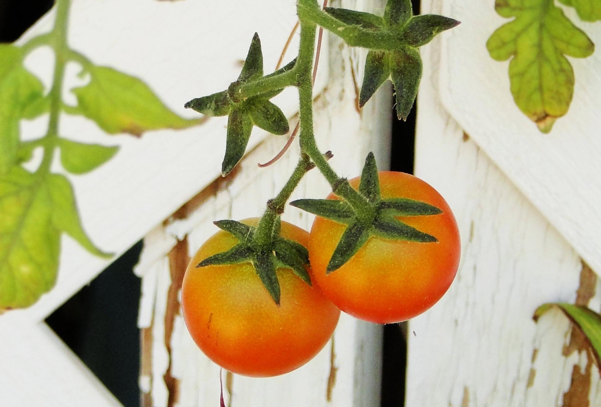Solve tomatoes 6-3-2019 jigsaw puzzle online with 77 pieces