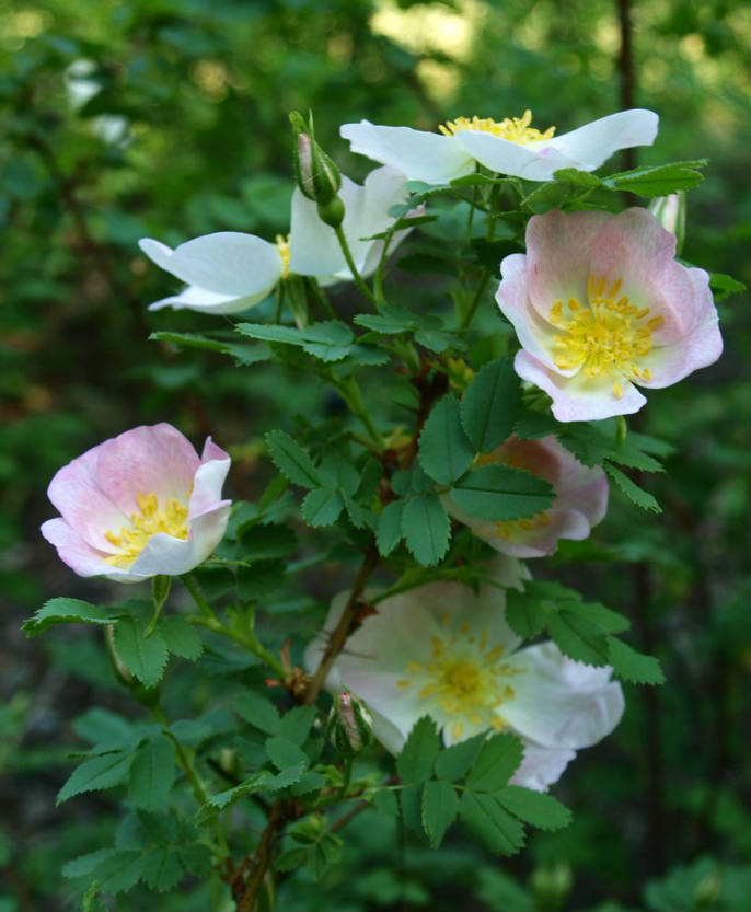 Solve Bush jigsaw puzzle online with 20 pieces
