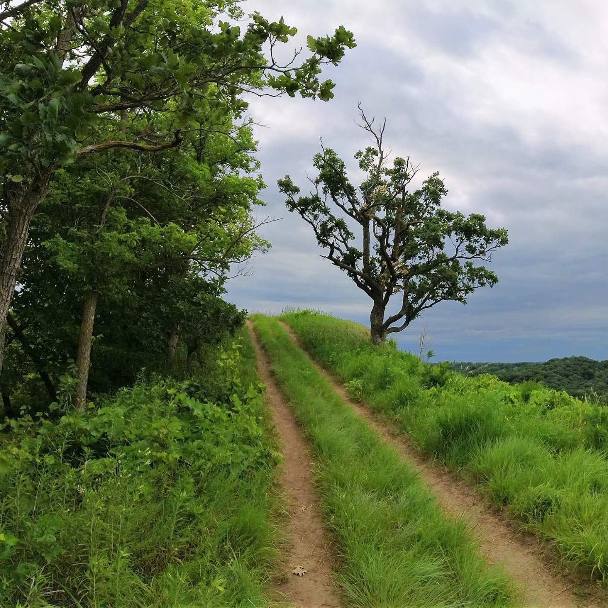 Solve Dual Trail jigsaw puzzle online with 100 pieces