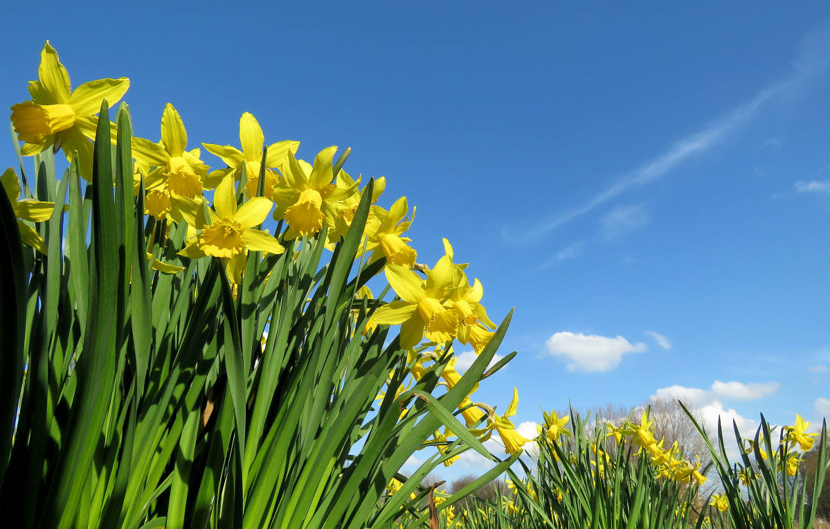 Solve it sure LOOKS like spring jigsaw puzzle online with 60 pieces