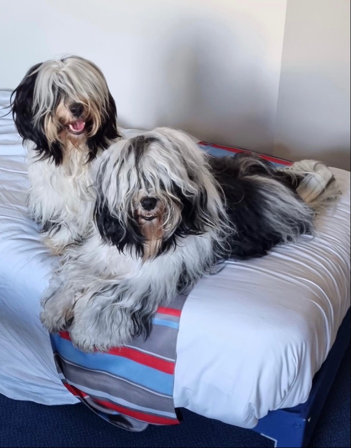 Solve Double Trouble jigsaw puzzle online with 35 pieces