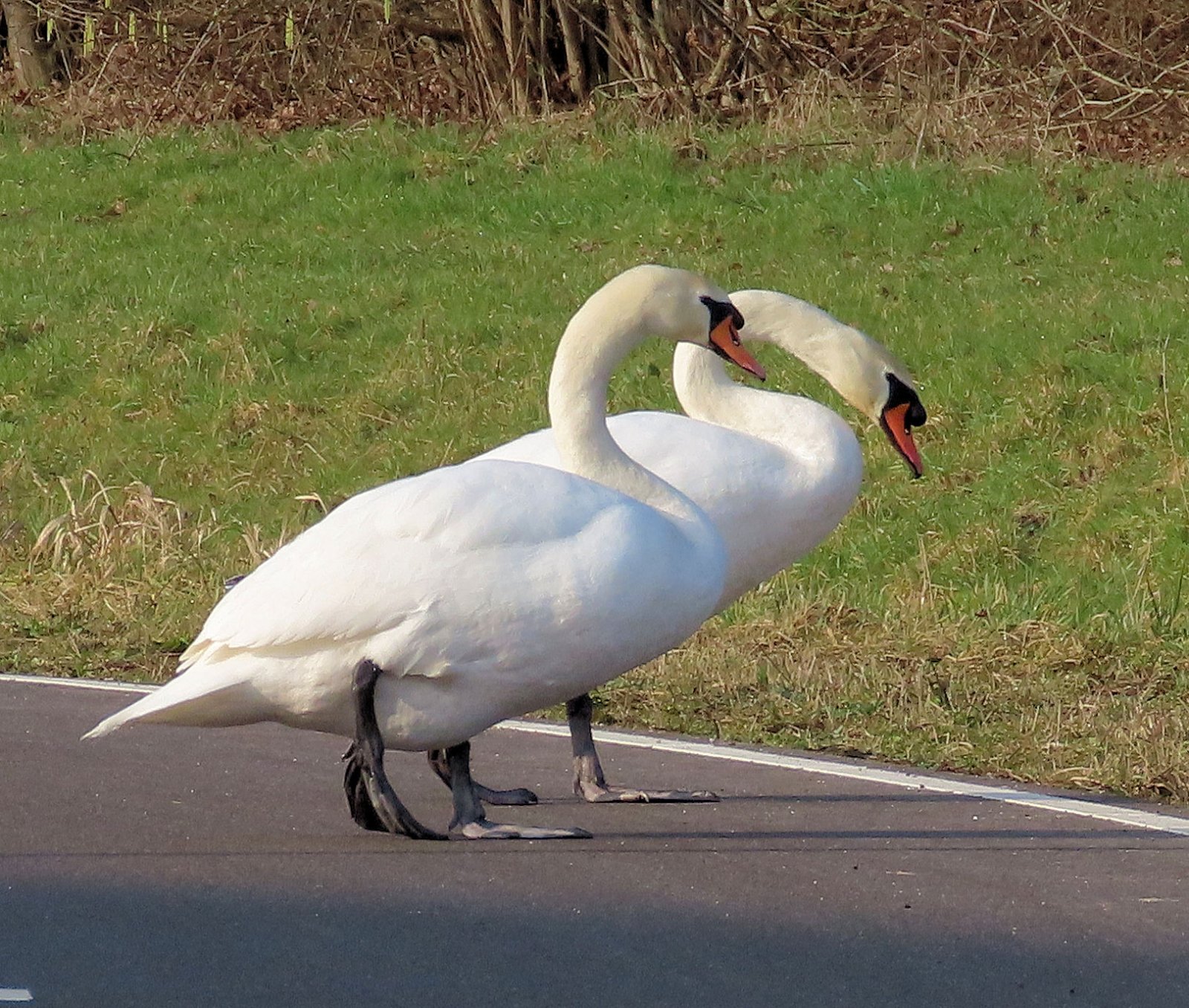 Solve mute swans, crossing the road (knobbelzwanen) jigsaw puzzle ...