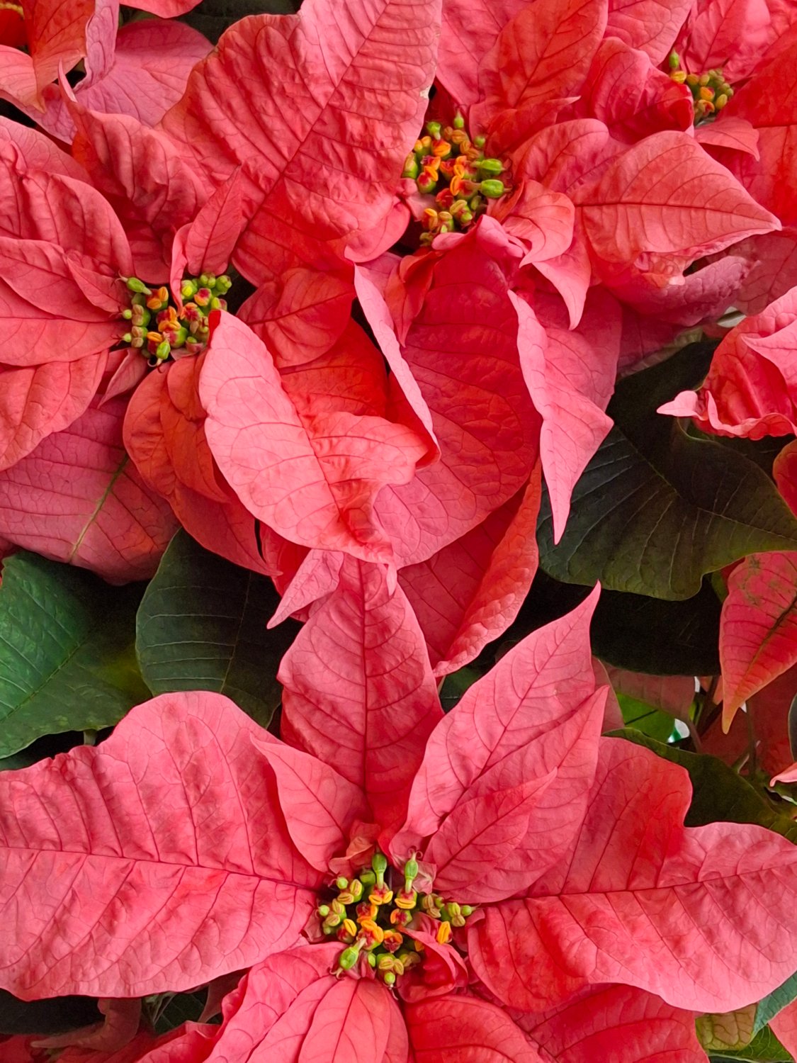 Solve Poinsettia—Find the flowers jigsaw puzzle online with 80 pieces