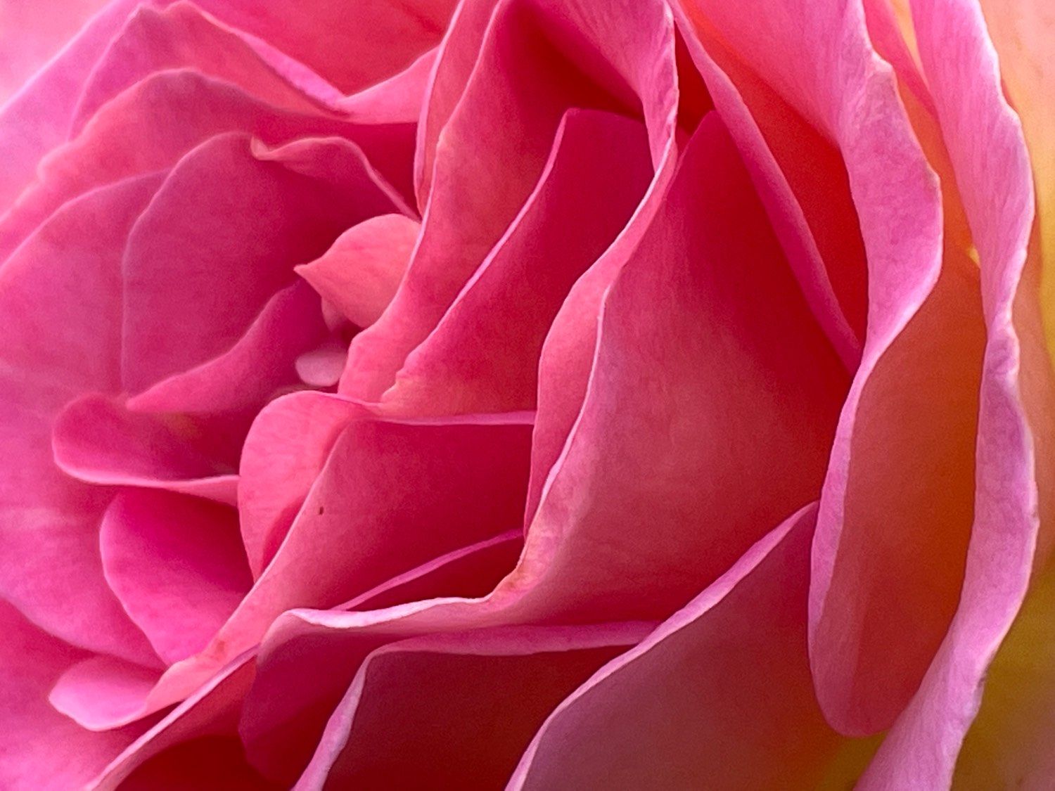 Solve Roses jigsaw puzzle online with 80 pieces