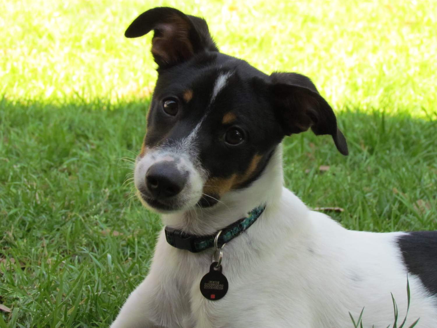 Solve Dexter, my first grand-pup who moved in. LOL jigsaw puzzle online ...