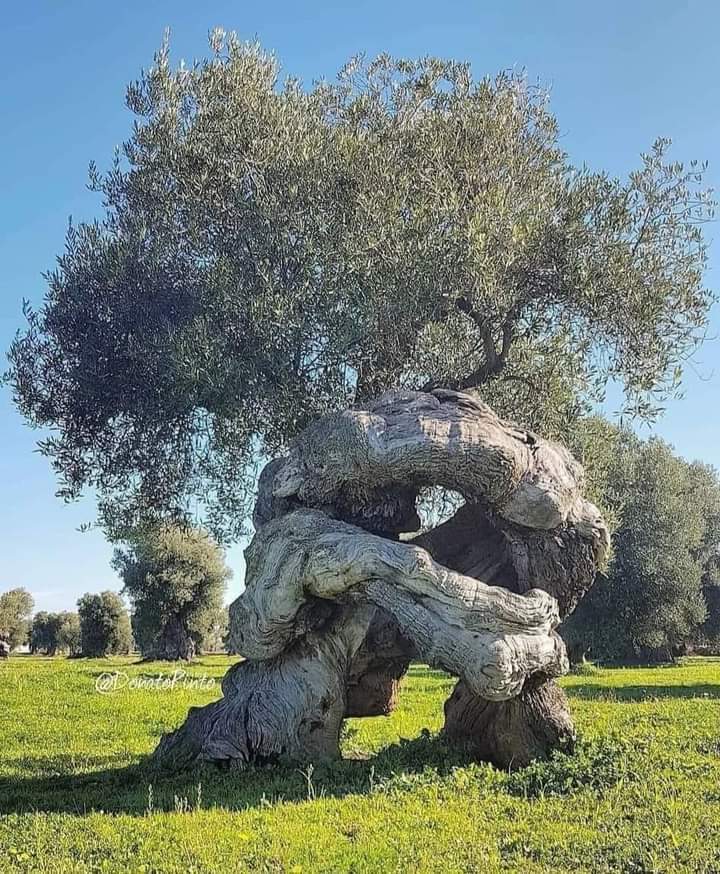 Solve Hug a tree. Olive trees in Puglia, Italy jigsaw puzzle online ...