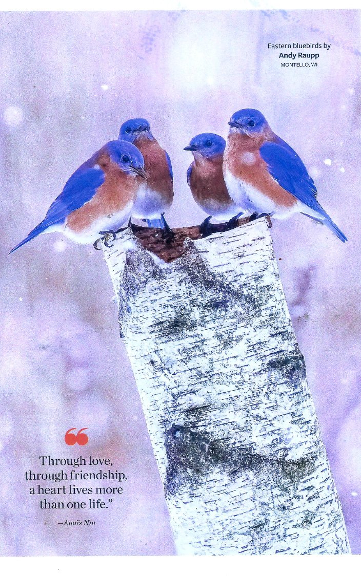 Solve Back Cover Birds & Blooma jigsaw puzzle online with 15 pieces