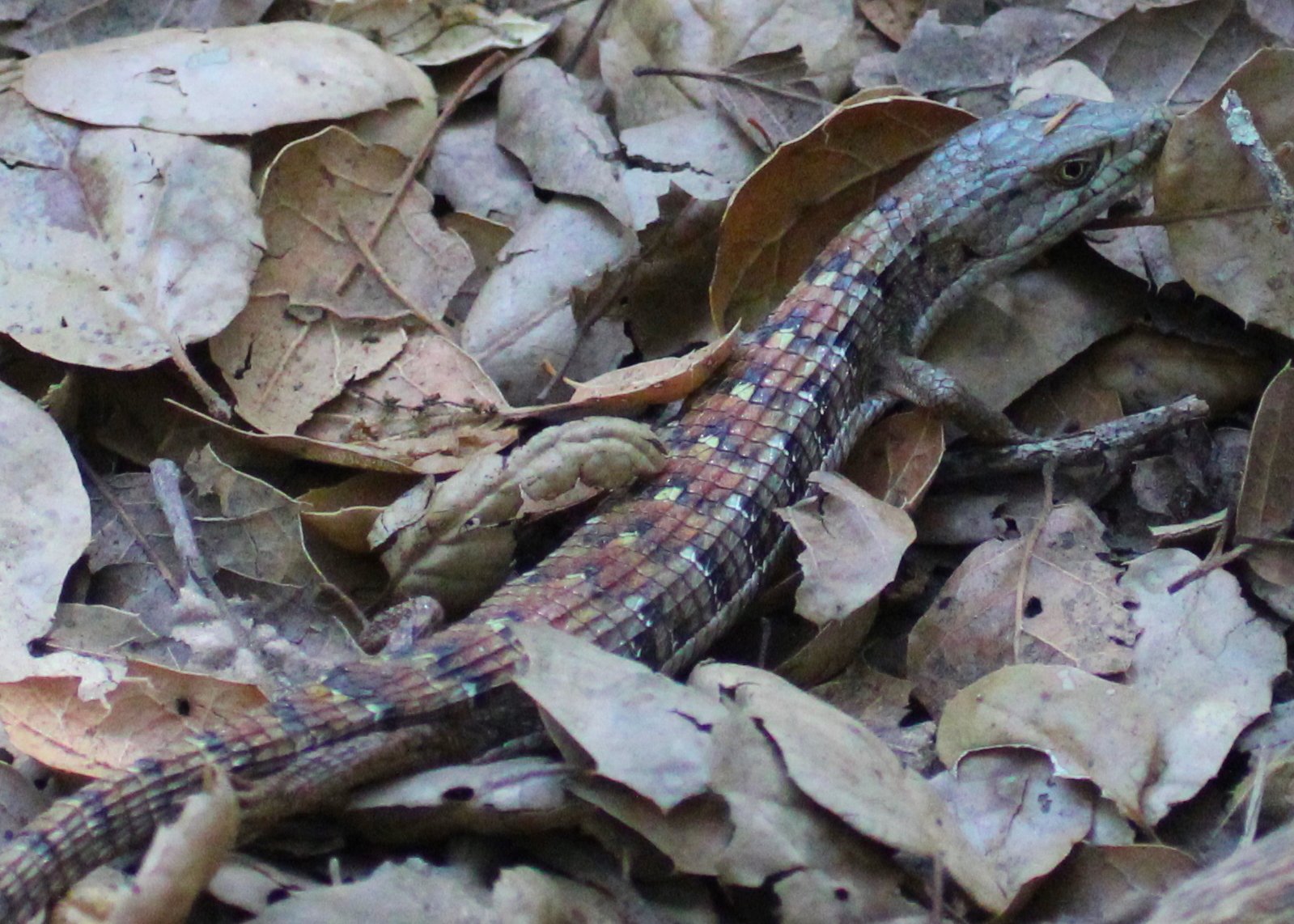 Jigsaw Puzzle | 70 pieces | Alligator Lizard, Buena Vista Park, Vista ...
